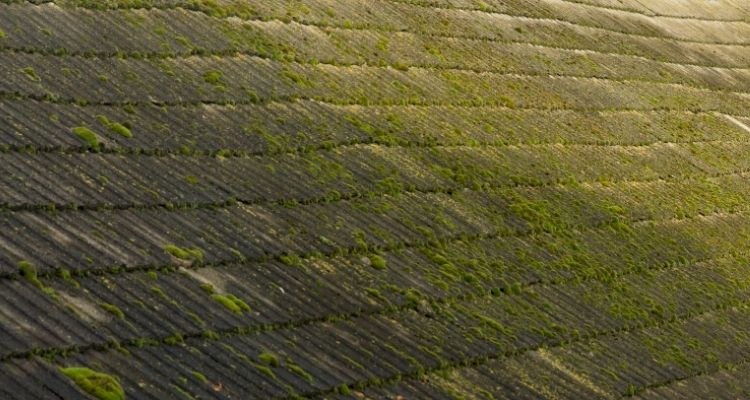 Roof Moss Removal Cost 2025: How Much is Roof Cleaning? Roof Moss Removal Cost 2025: How Much is Roof Cleaning?